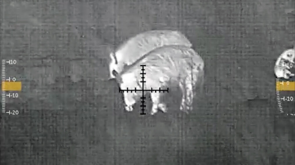 Video: Texas Thermal Hog Hunt Testing 300 HAM'R