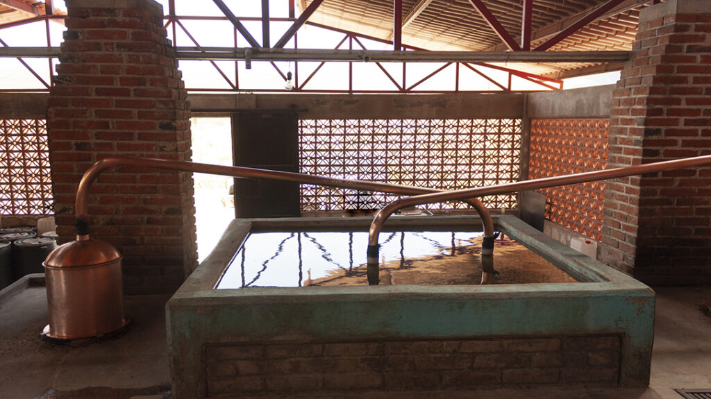 5 Spirits Made From The Agave Plant, Not Just Tequila